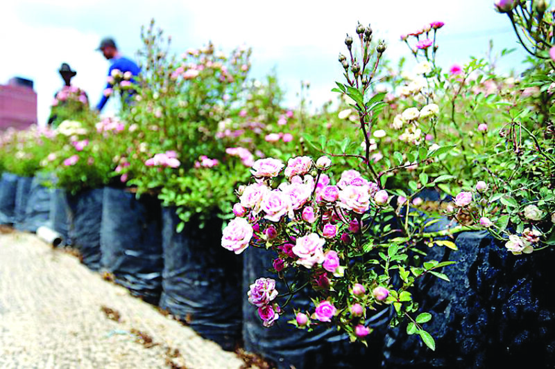 Menanam Minion Rose Pink Mawar Mungil yang Rajin Berbunga - Lifestyle