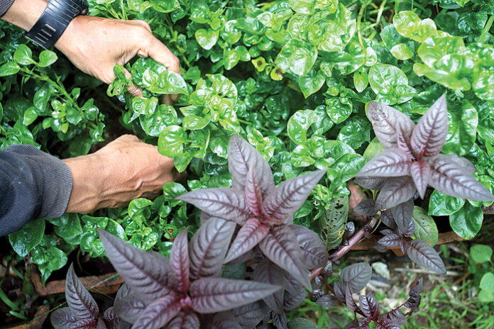 Bertanam Bayam dengan Metode Permakultur, Bayam Bisa Dimakan Mentah ...