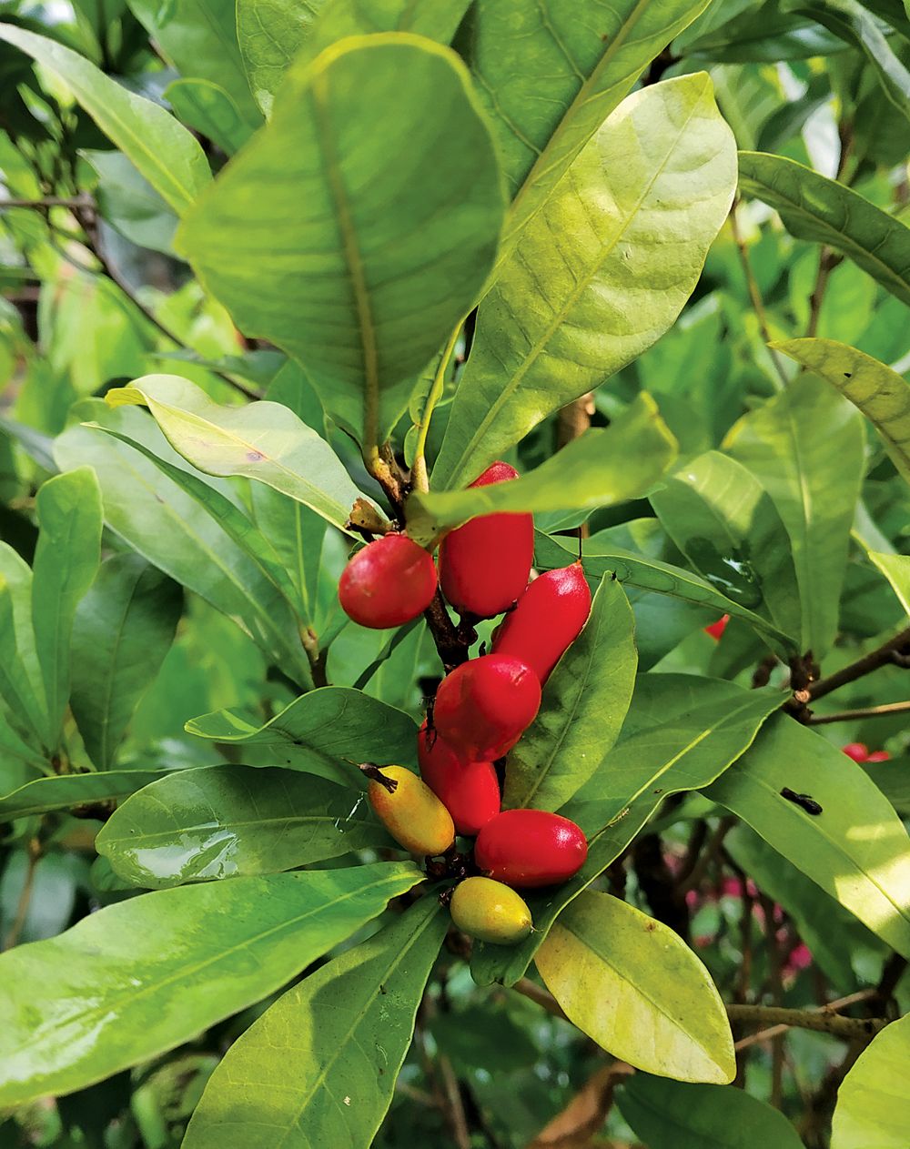 Miracle Berry Cocok Ditanam Sebagai Tabulampot - Lifestyle